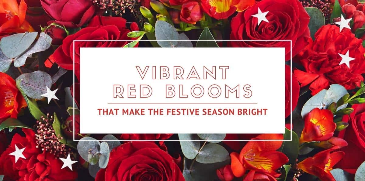 Fight the Seasonal Blues with Radiant Red Blooms - Central Square ...